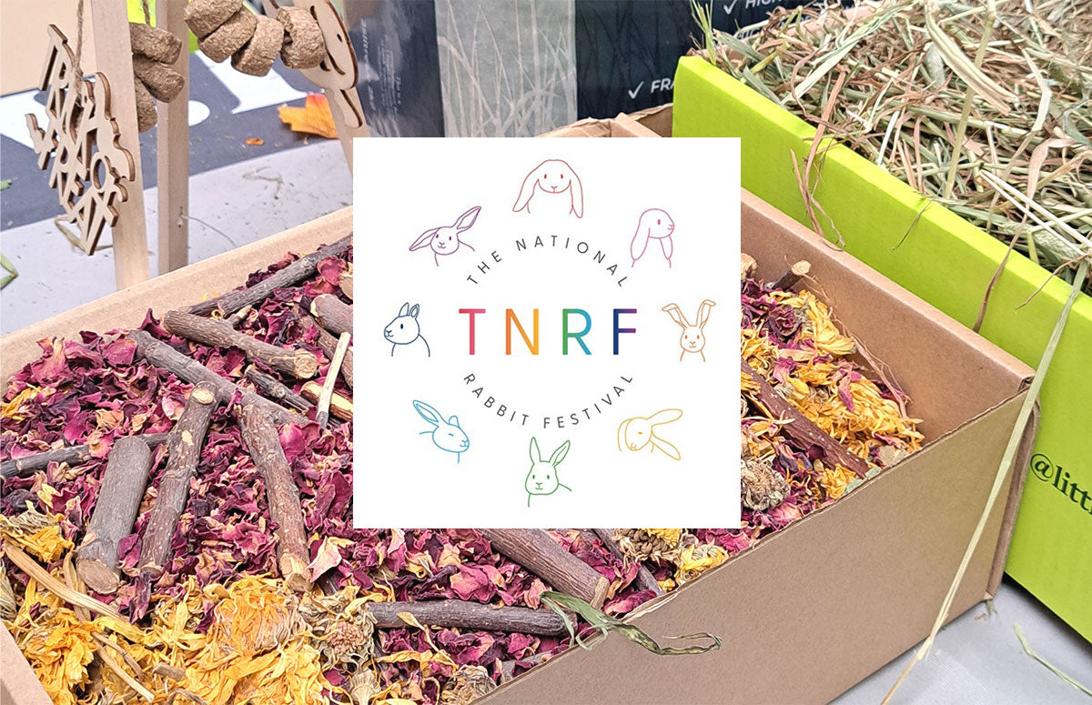 The National Rabbit Festival aka Shopping for Ralph– Cottontails Baby